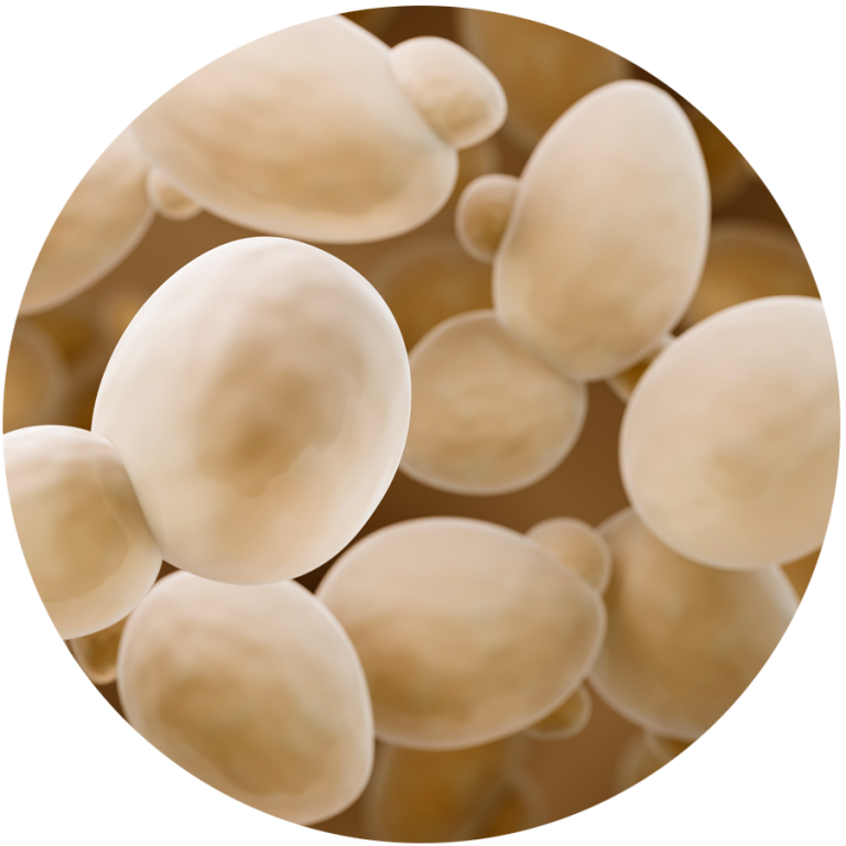 Your Partner for Microbial Solutions.